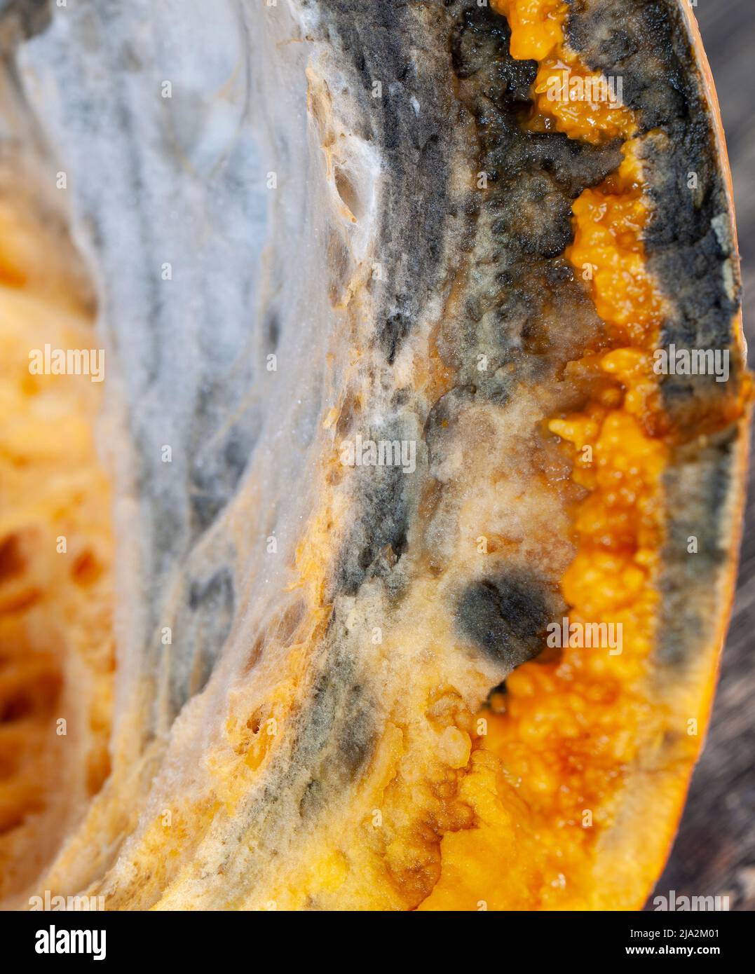a ripe orange pumpkin is covered with mold, an orange pumpkin cut into ...