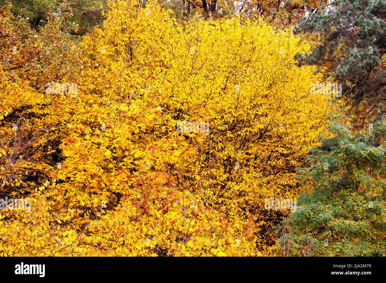 deciduous trees with colorful yellow orange foliage in the autumn ...