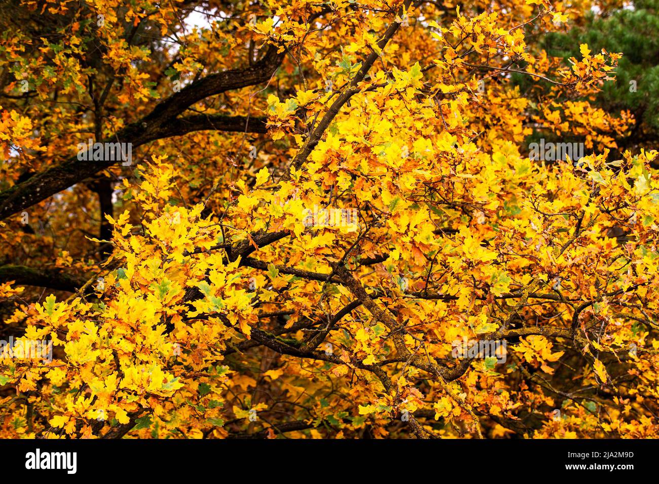 deciduous trees with colorful yellow orange foliage in the autumn ...