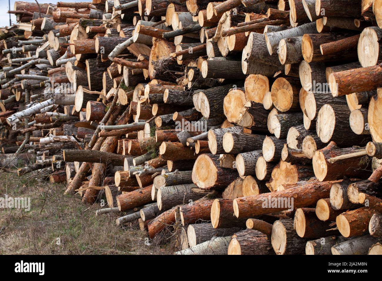 hardwood logging for industrial processing and production, tree trunks ...