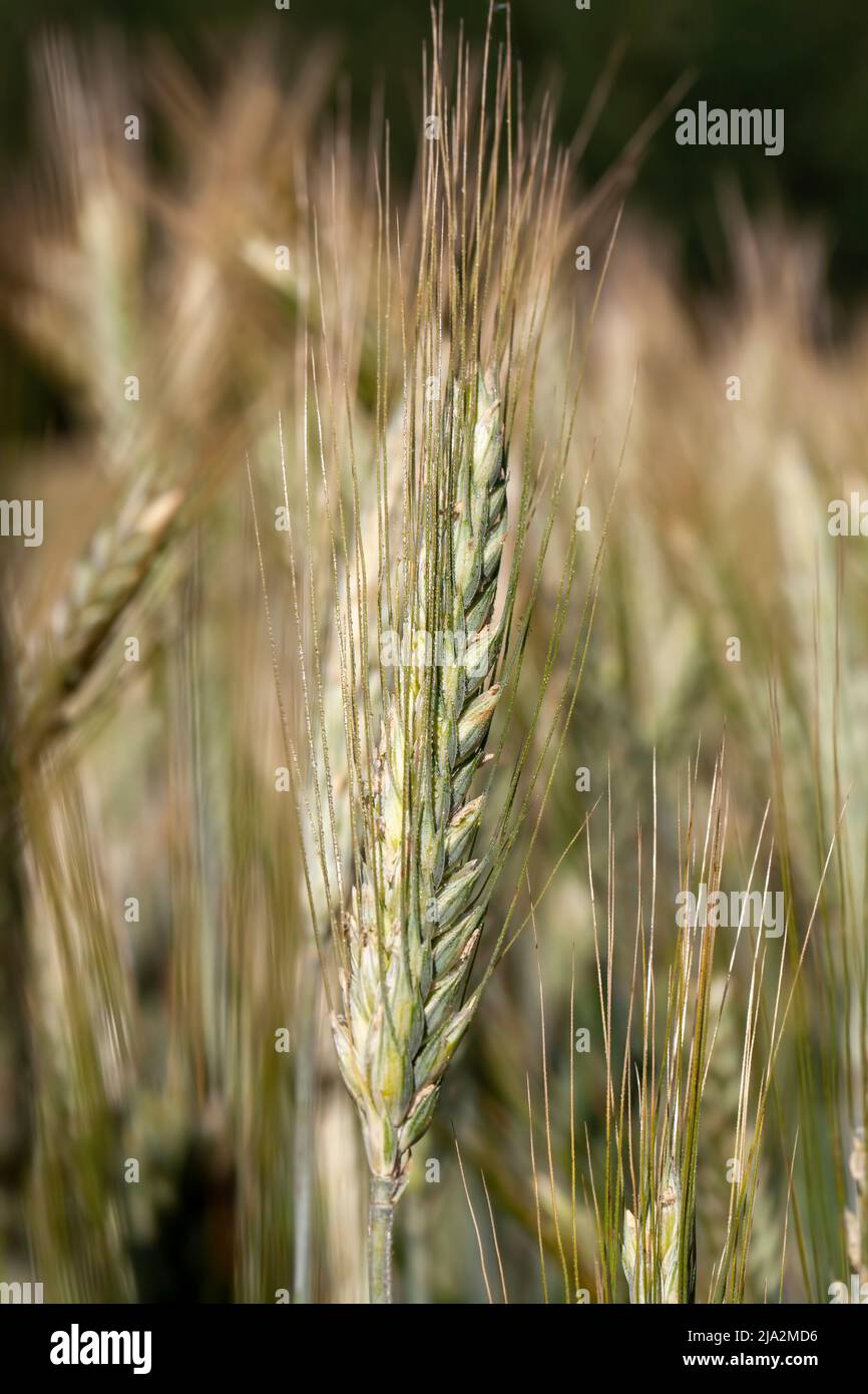 an agricultural field where a crop of cereals is grown to produce food ...