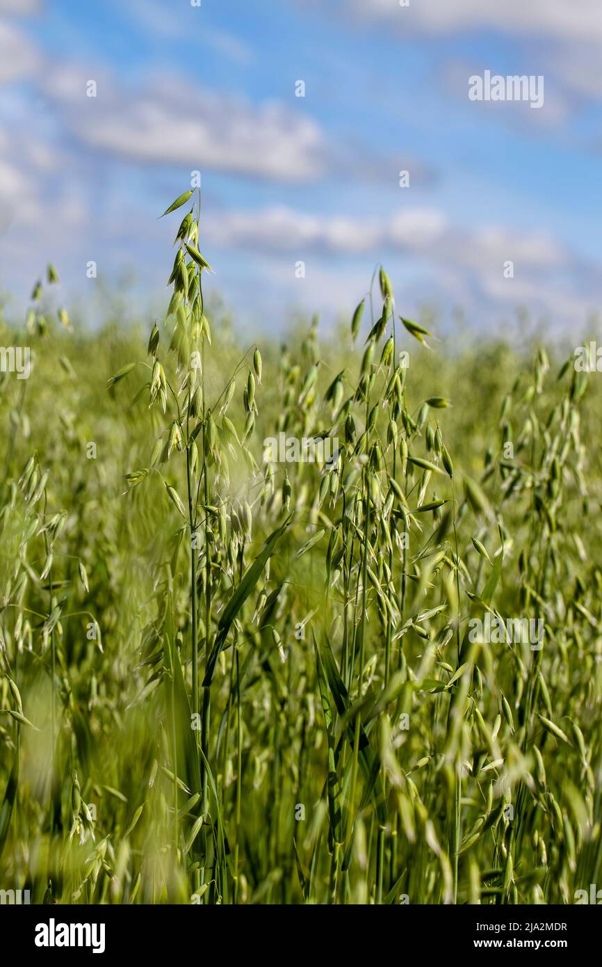an agricultural field where a crop of oats is grown to produce food, an ...