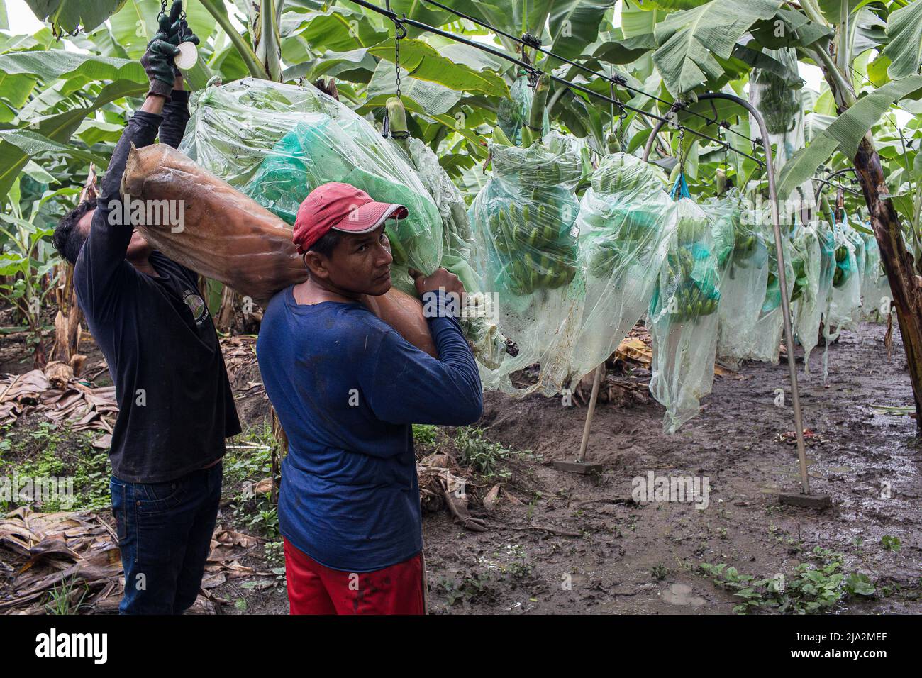 A worker unloads bunches of bananas from the train that will take the ...