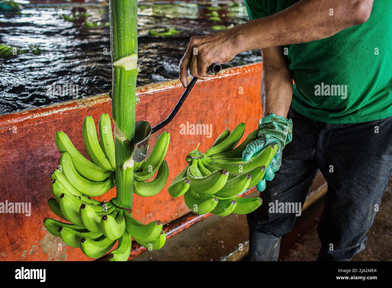 Bunches of bananas are being cut at the processing facility on the 270 ...