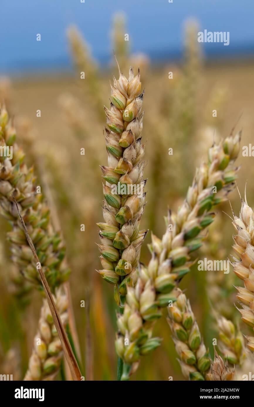 golden grain field with wheat, green yellow wheat cereals before ...