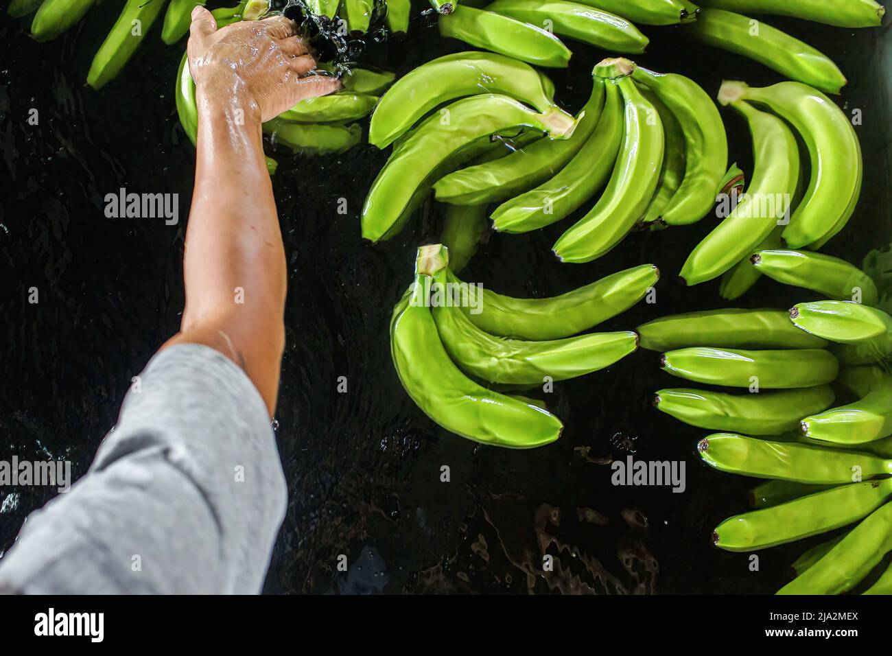 Bunches of bananas being pick up from a pool of water at the processing ...