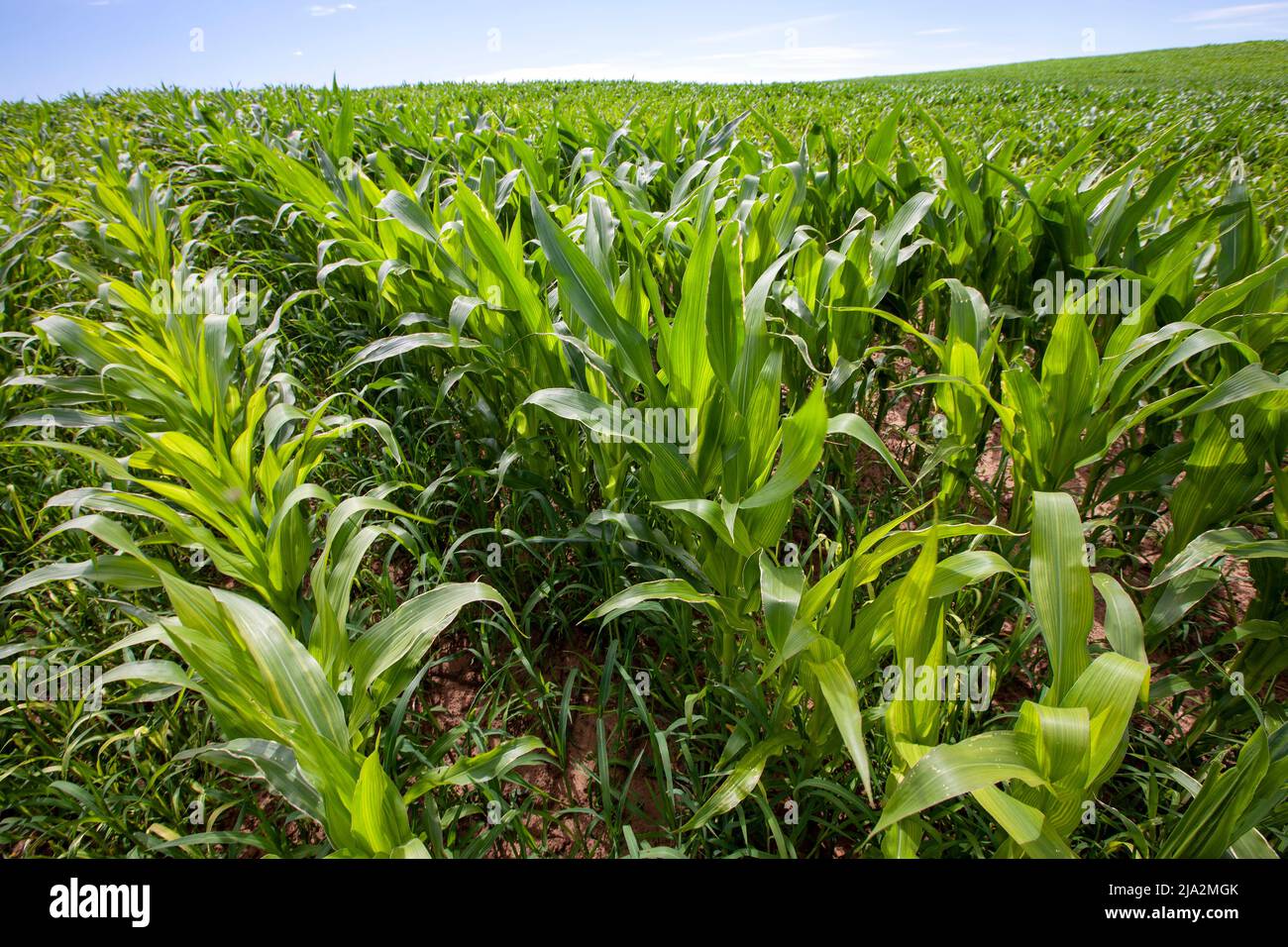 green corn field during cultivation, green corn in the field for ...