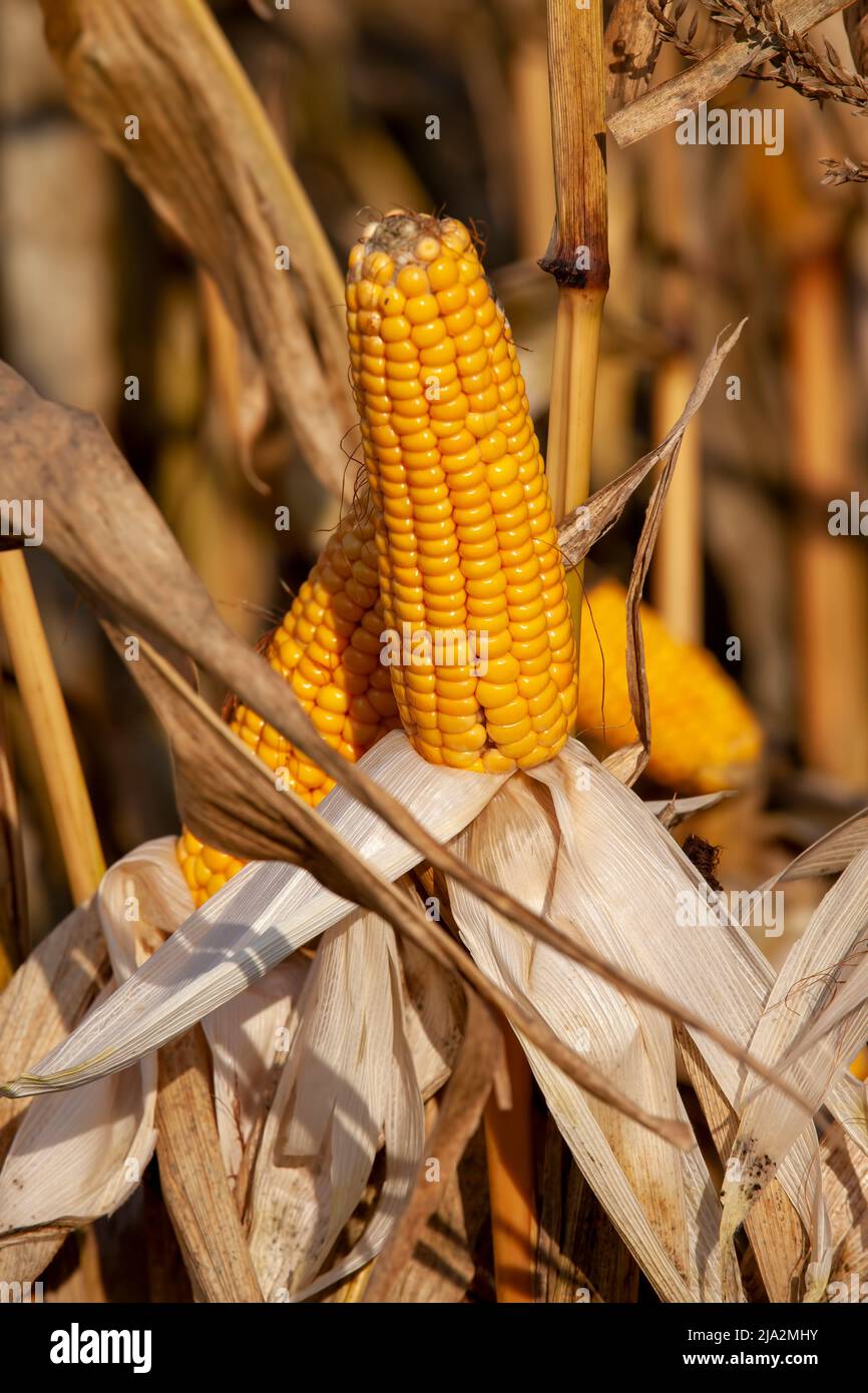 yellow ripe corn fruits in summer, corn cobs in mold and mushroom Stock ...
