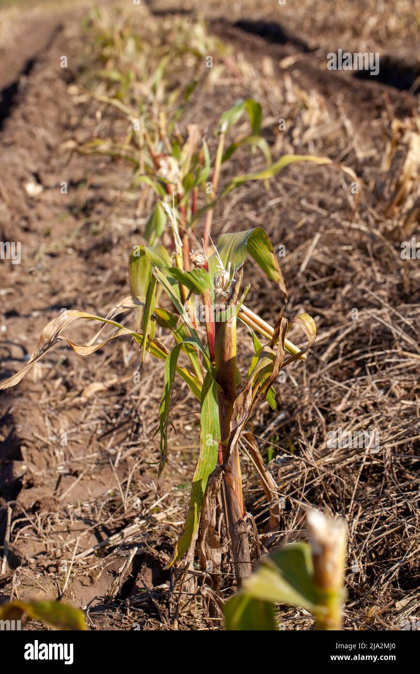 agriculture the field where corn is grown to produce corn grains, the ...
