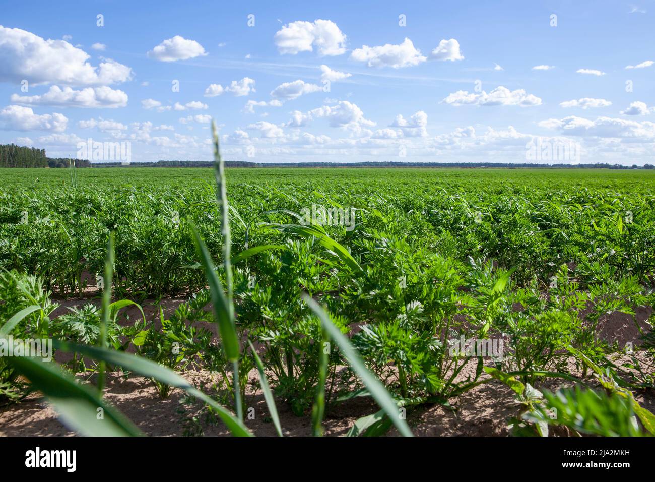 Growing carrots in a greenhouse hi-res stock photography and images - Alamy