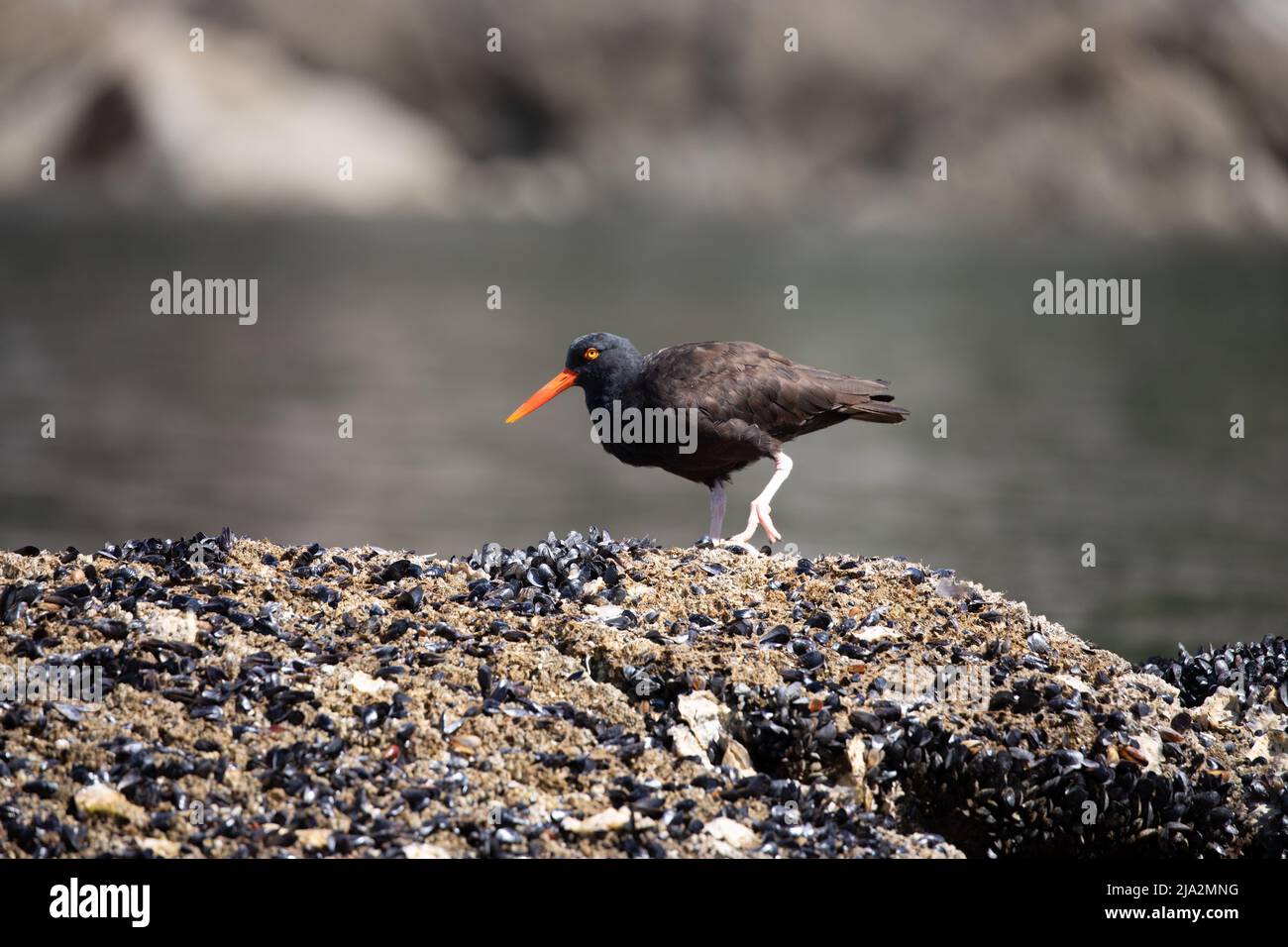 Black Oystercatcher walking across shells on a rock, near Ballet Bay ...