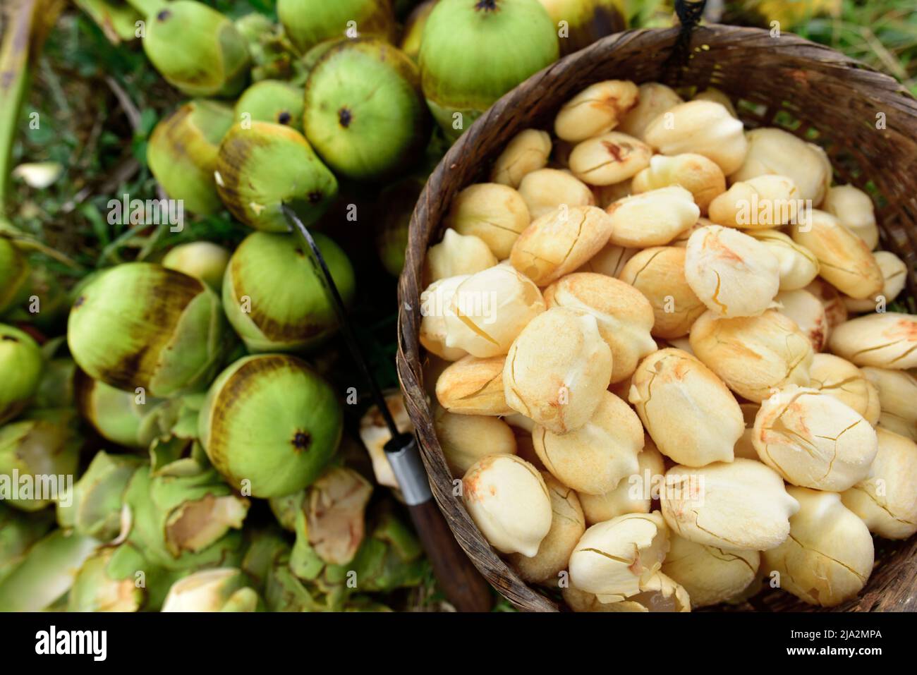 Fresh Asian Palmyra palm, Toddy palm, Sugar palm with bamboo basket ...