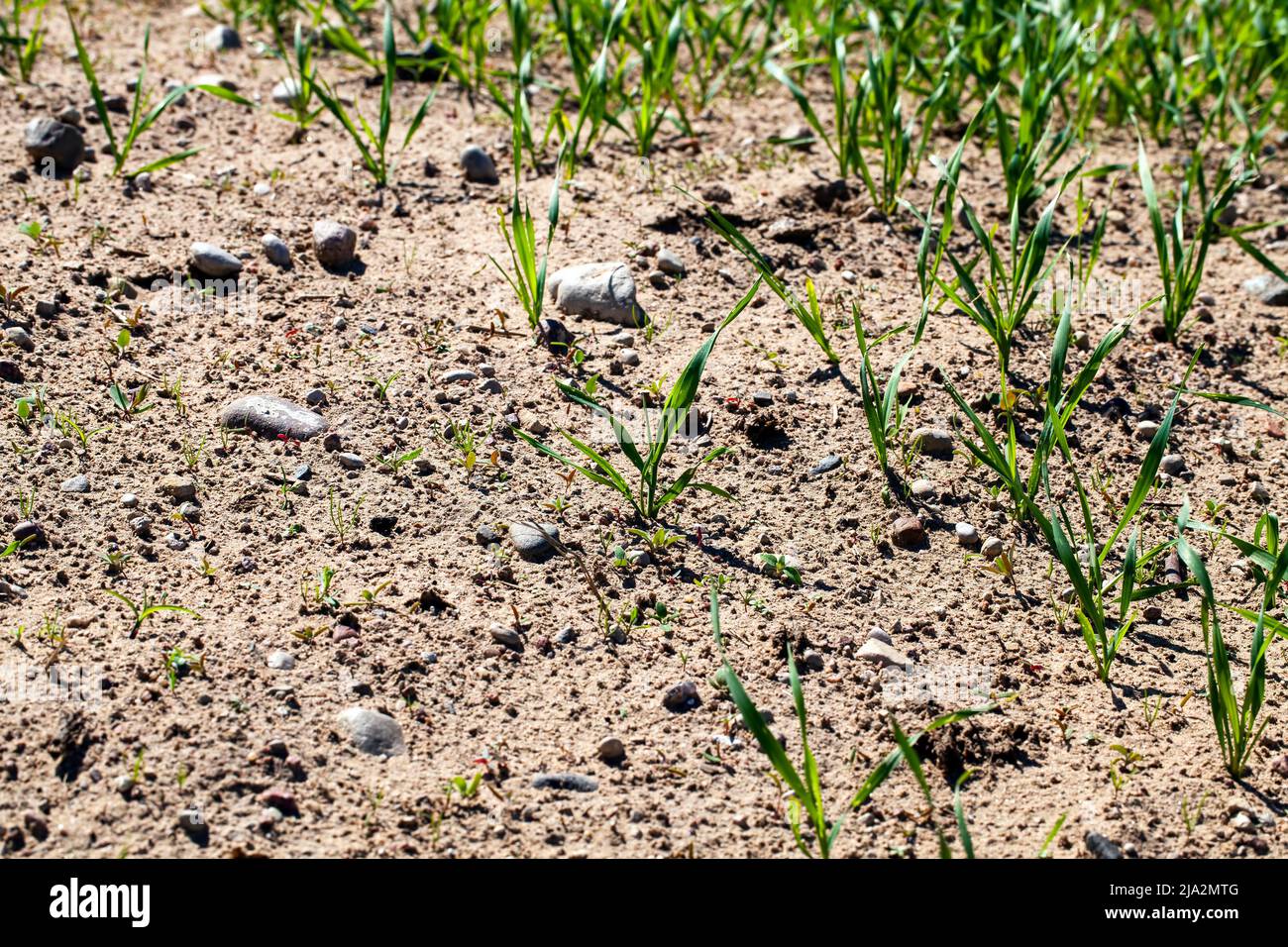agricultural field with grass and other plants, summer season with ...