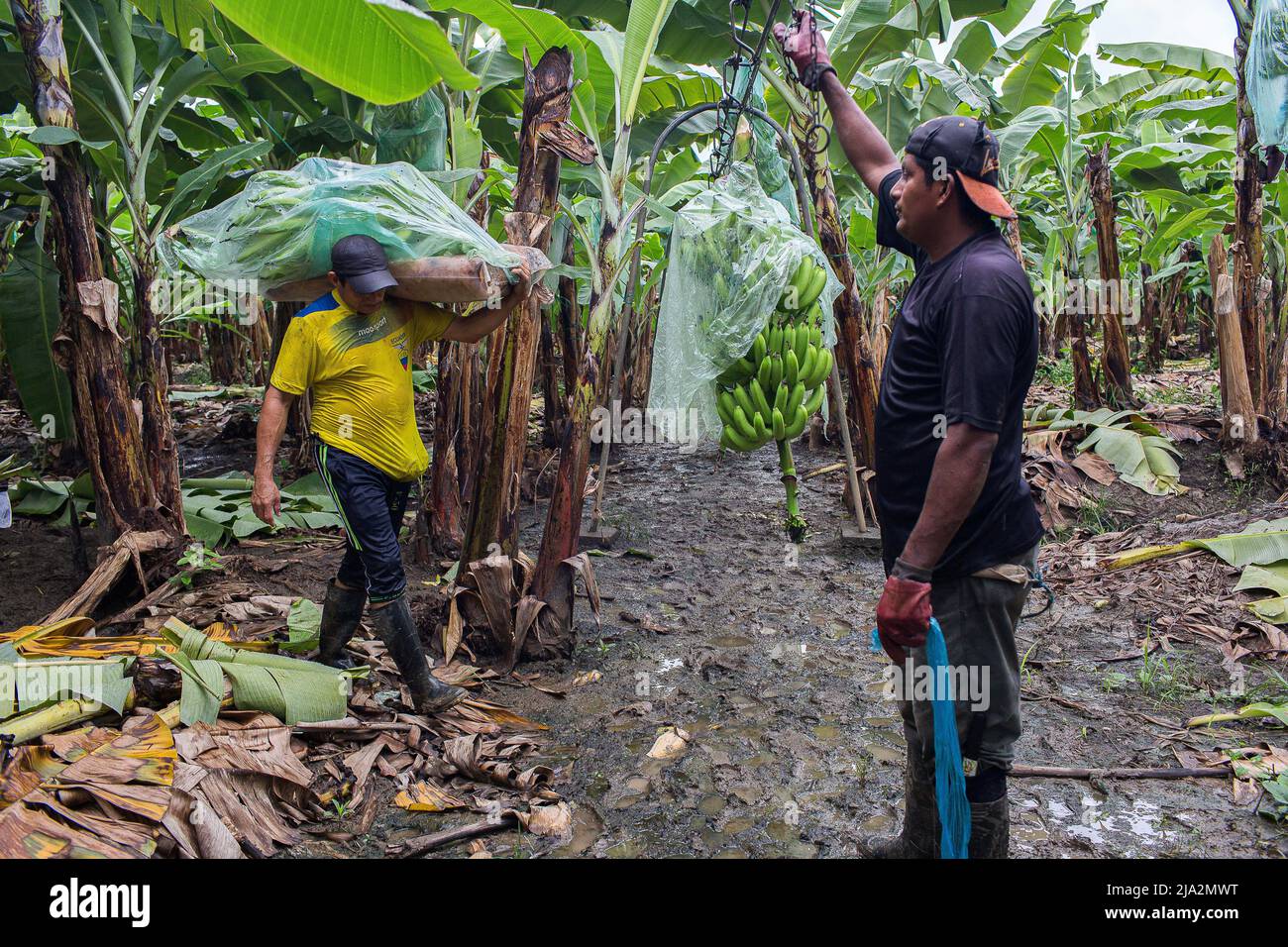 Ecuador banana harvesting hi-res stock photography and images - Alamy