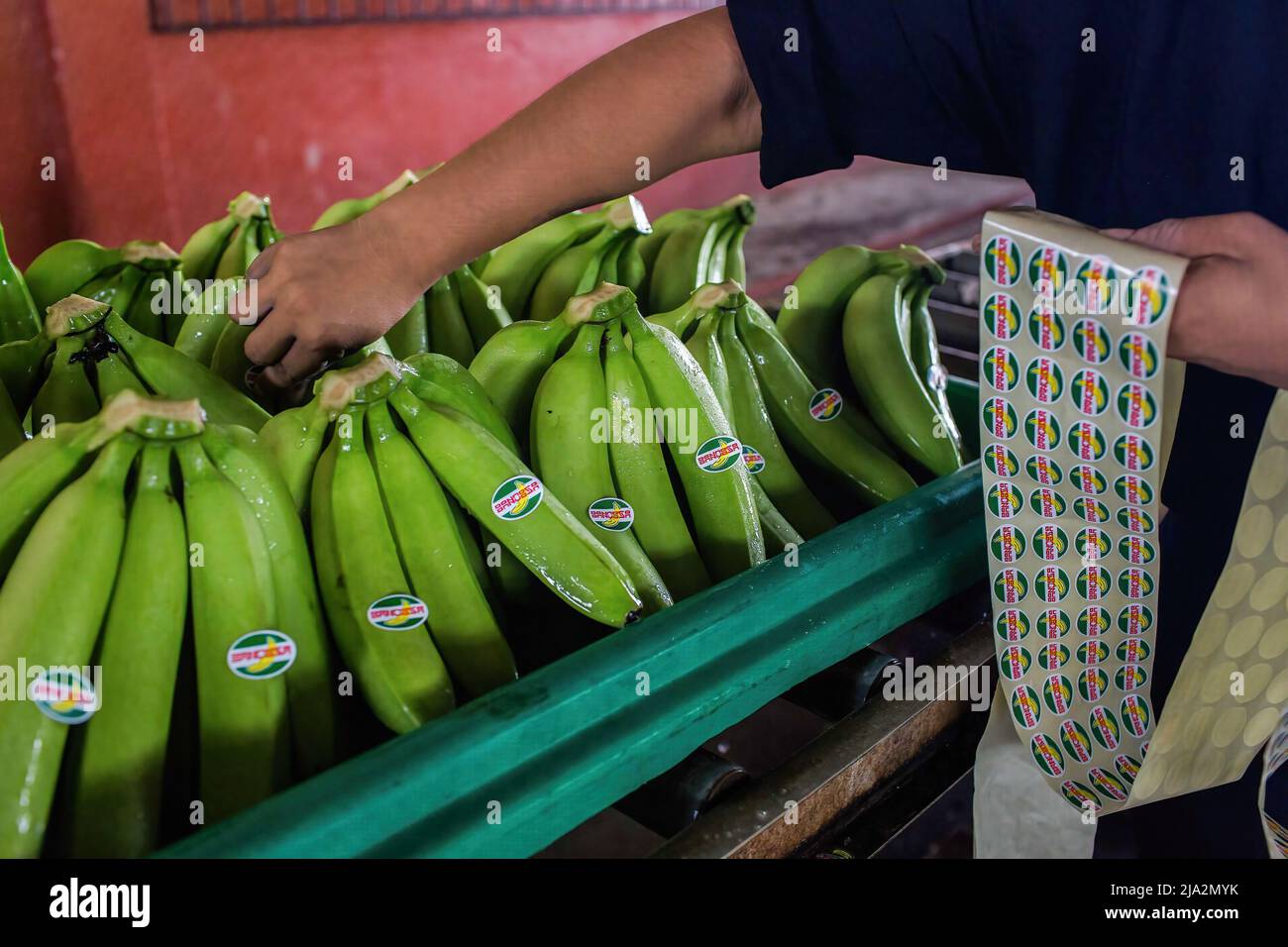 Banana Traders Ecuador at Lily Selwyn blog