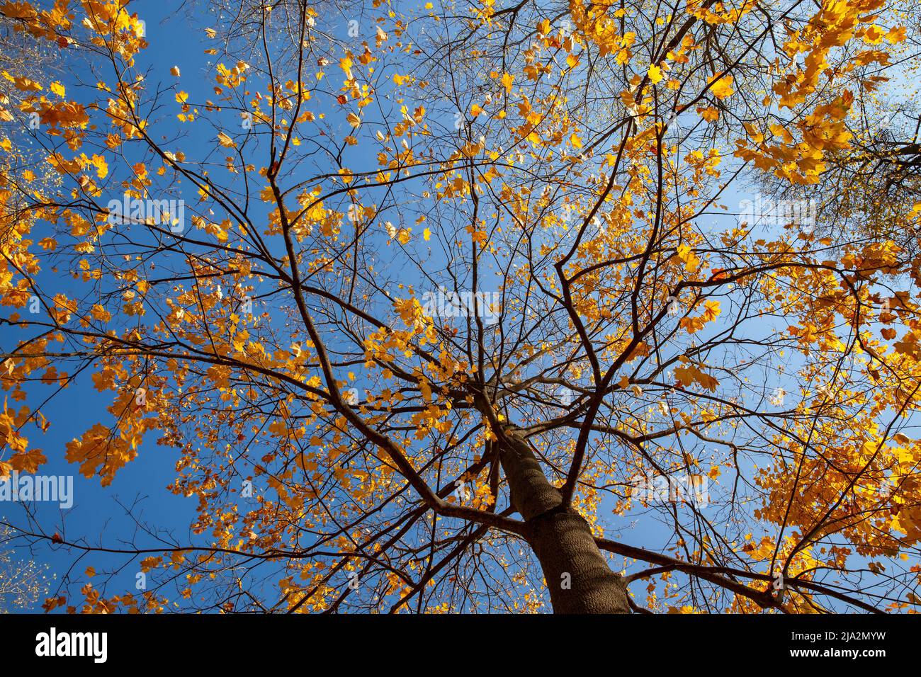 deciduous trees with colorful yellow orange foliage in the autumn ...