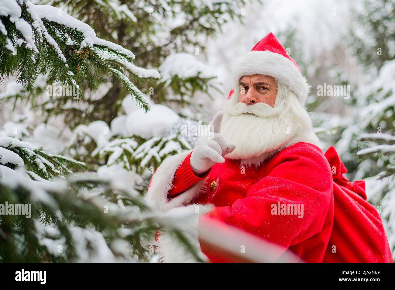 Surprised Santa Claus walks through a snowy coniferous forest at the ...