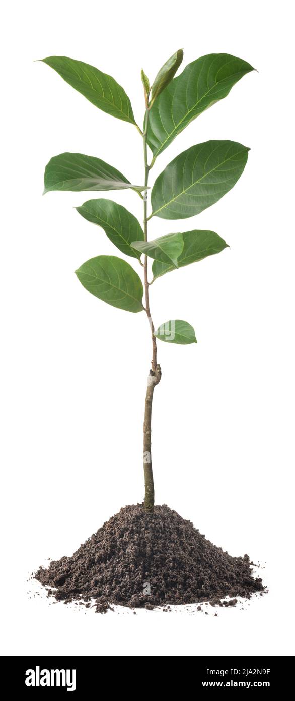 jackfruit tree or jack tree plant with soil isolated on white ...