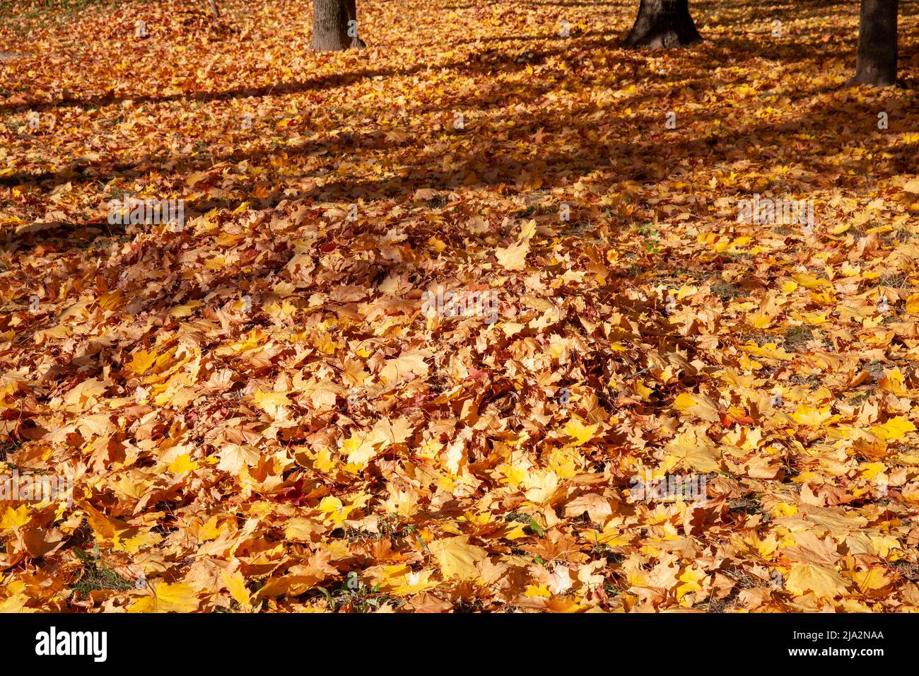 yellow and orange foliage of deciduous trees on the ground during leaf ...