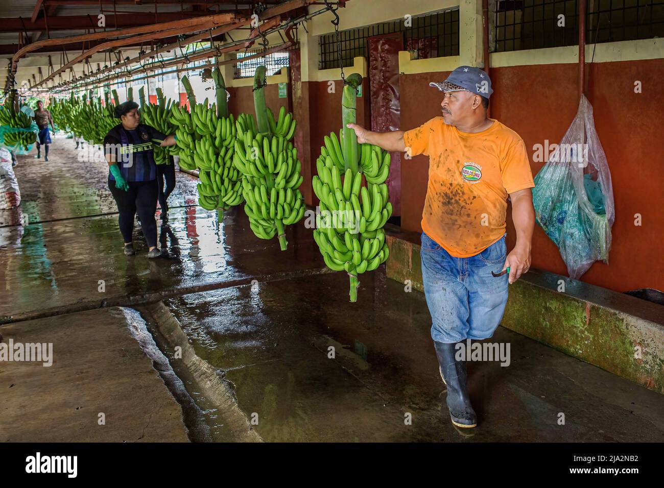 Ecuador banana harvesting hi-res stock photography and images - Alamy