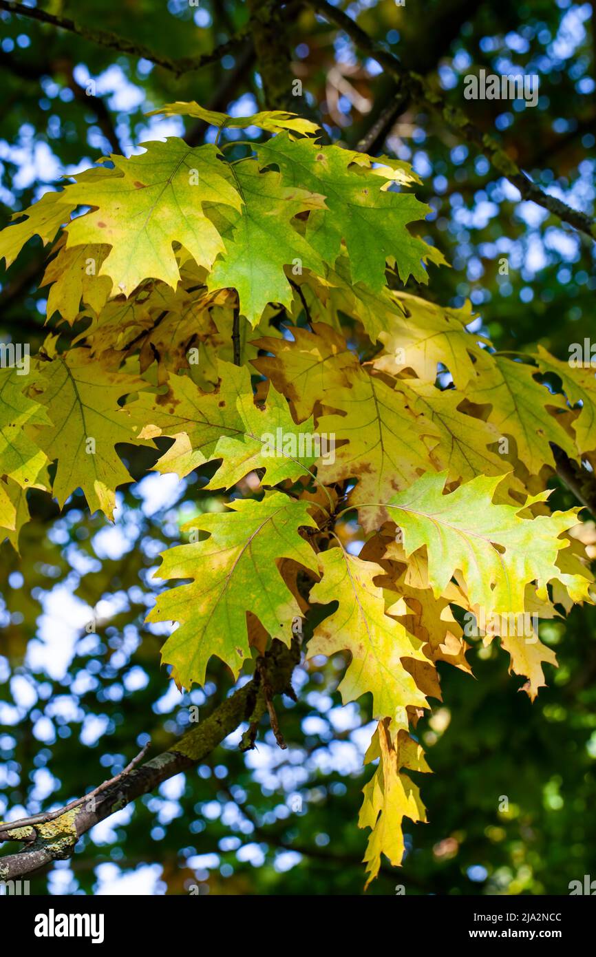 oak foliage turning yellow in autumn during leaf fall, oak tree with ...