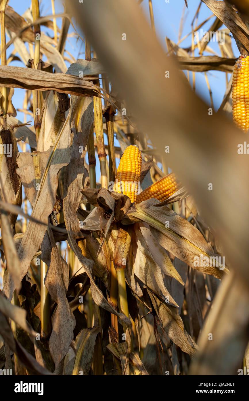 yellow ripe corn fruits in summer, corn cobs in mold and mushroom Stock ...