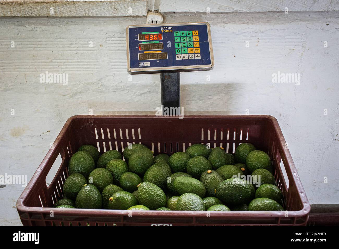 A box of Avocados seen on a weighing scale at the 'Tropy Fruits ...