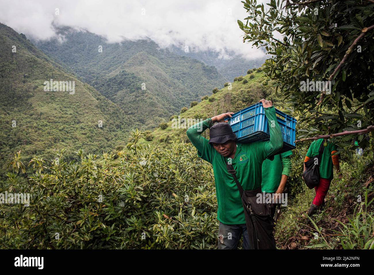 A worker carries a box full of avocados during the harvest at 'La ...
