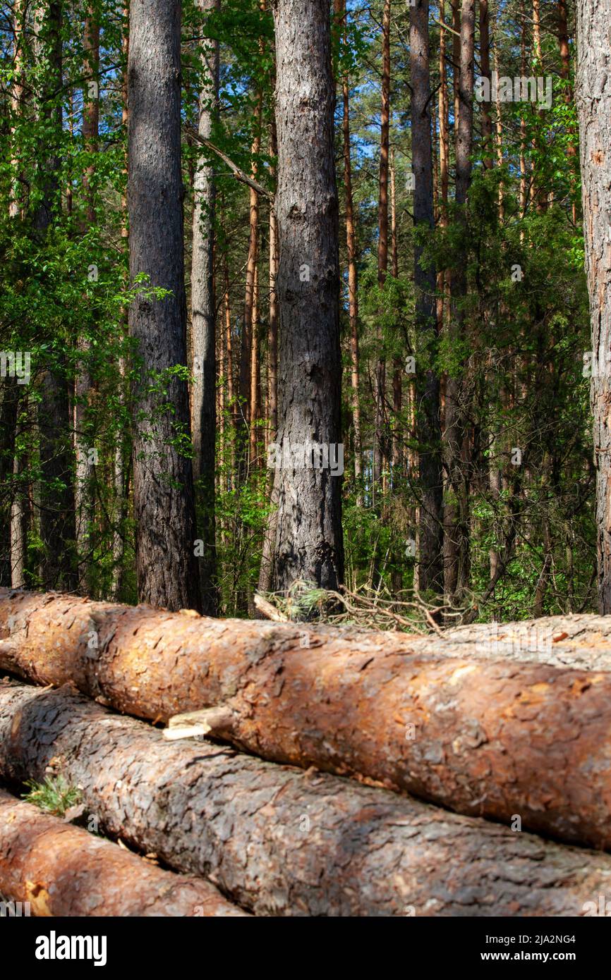 pine wood of coniferous trees during logging, logging and cutting of ...