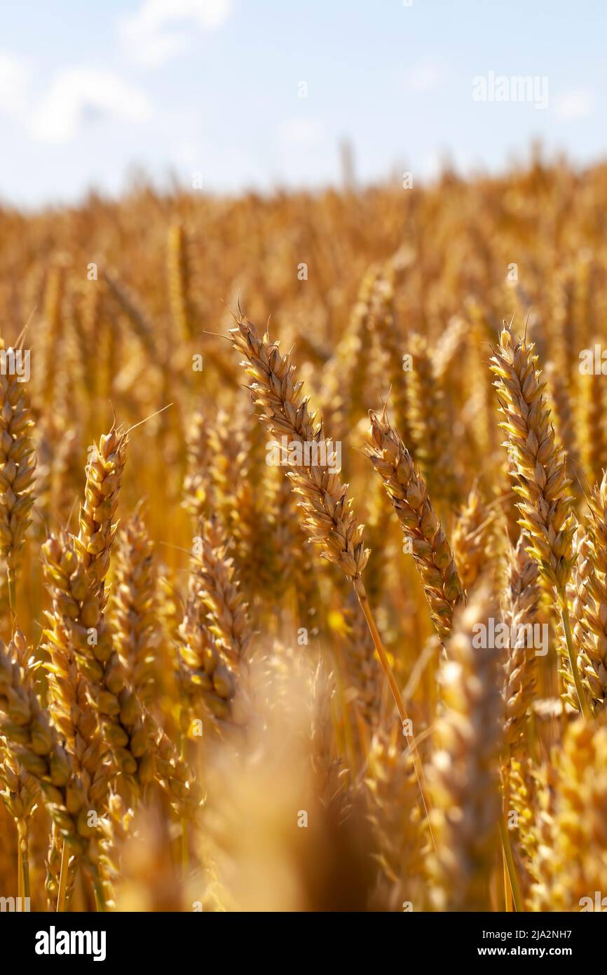 golden grain field with wheat, green yellow wheat cereals before ...