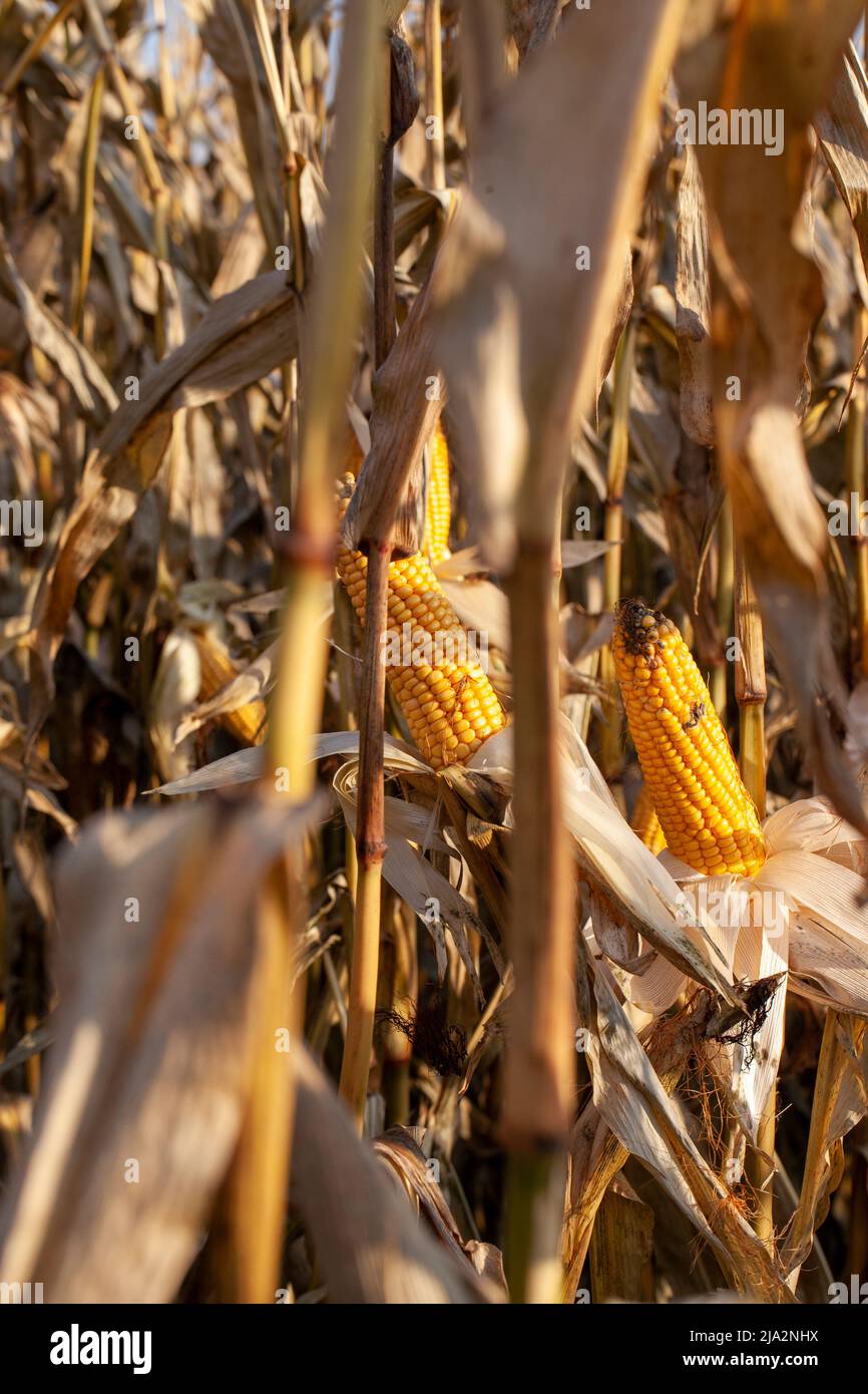 yellow ripe corn fruits in summer, corn cobs in mold and mushroom Stock ...