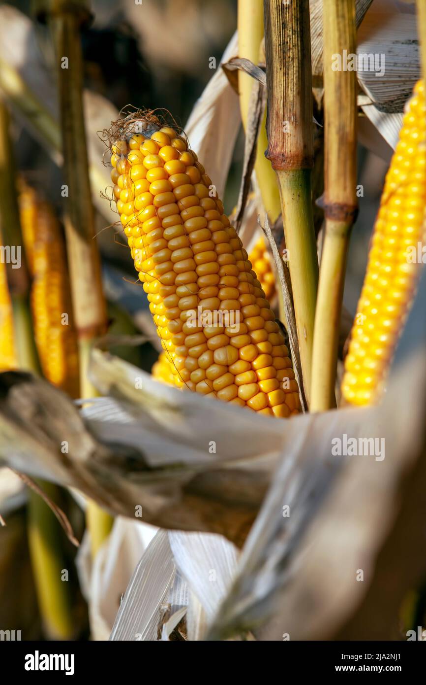yellow ripe corn fruits in summer, corn cobs in mold and mushroom Stock ...