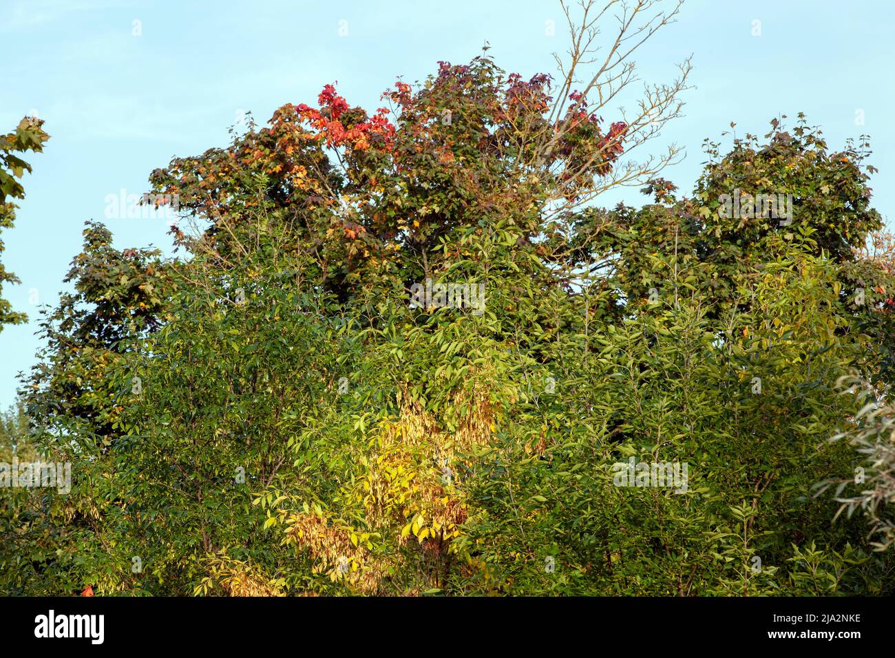 trees with orange foliage in the autumn season, sunny weather in the ...