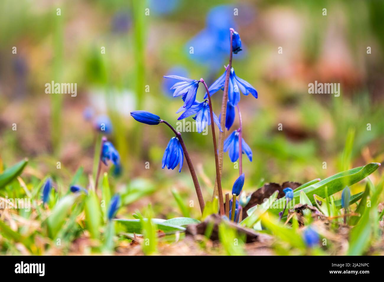 Blue flowers Siberian squill, wood squill, Scilla siberica meadow plant ...