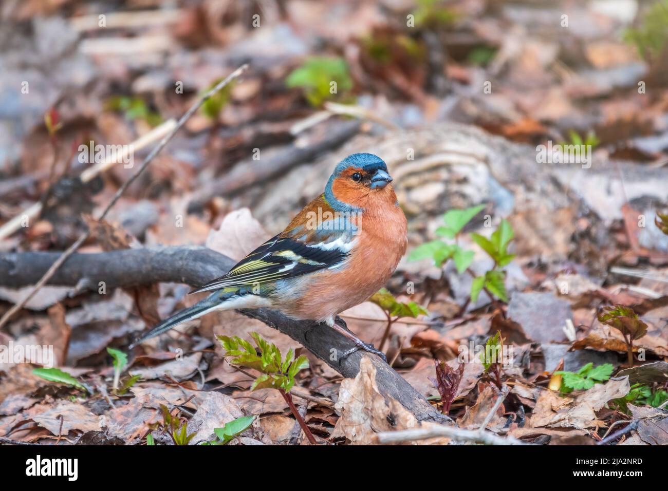 The common chaffinch, Fringilla coelebs, sits on the ground in spring ...