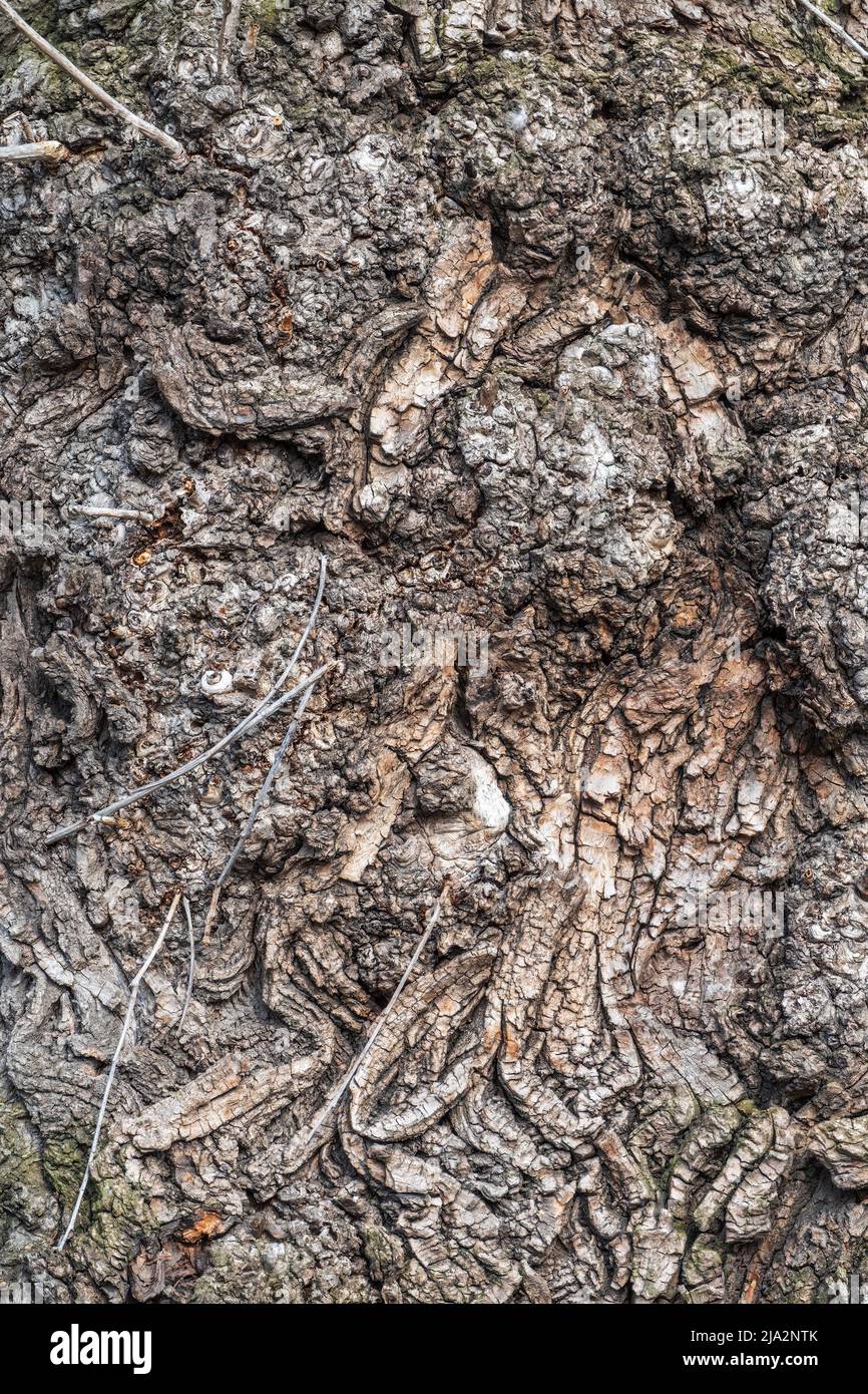Poplar tree bark with wooden texture nature background. Texture of the ...