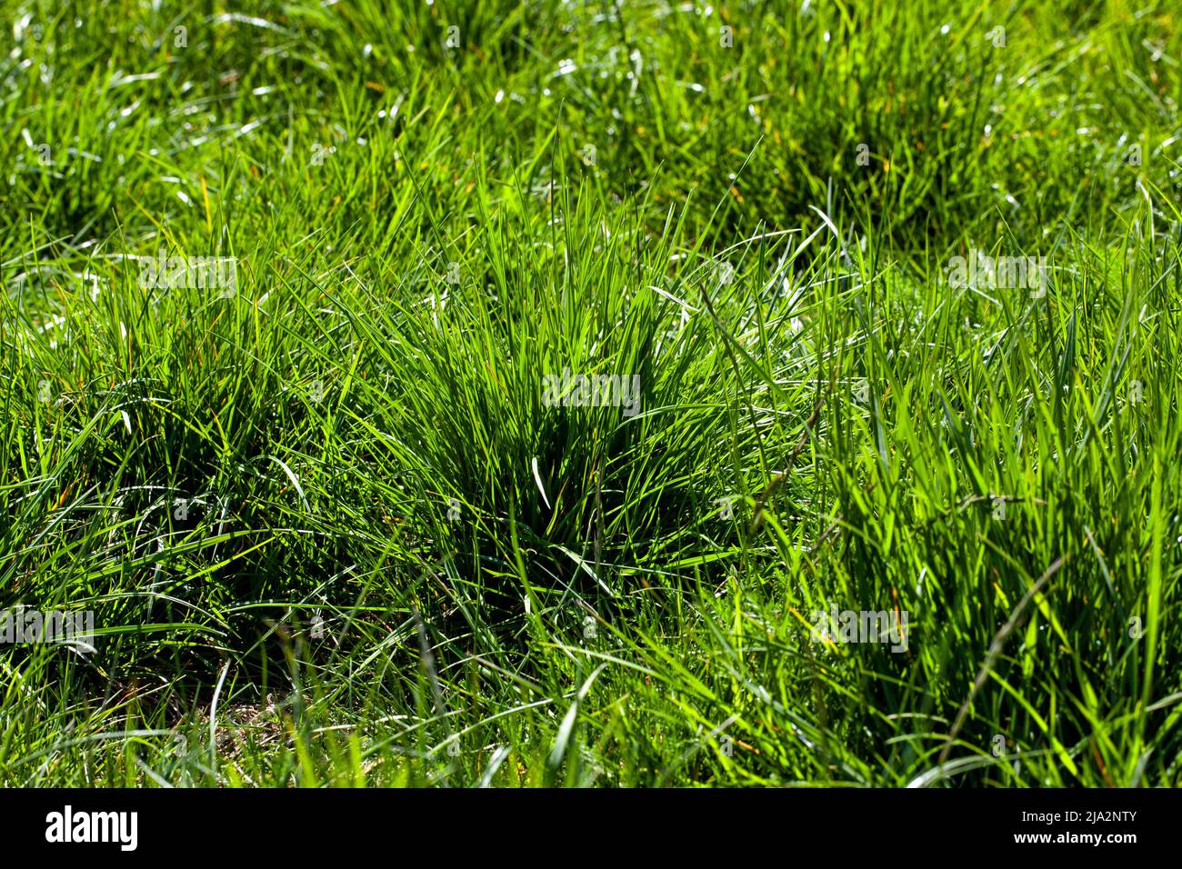 green grass in the summer, simple plain grass weeds on the field in the ...