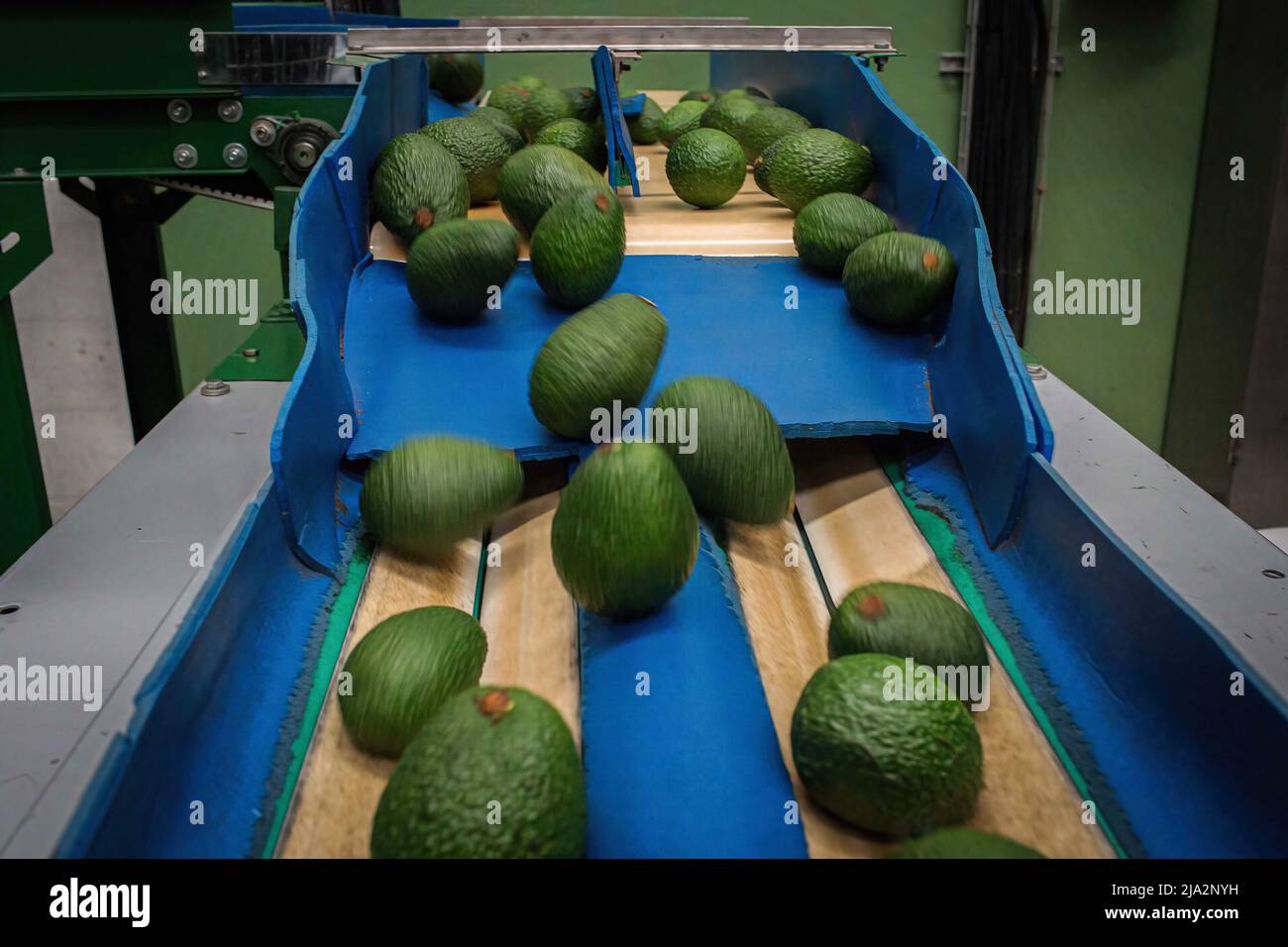 Avocados going through a conveyor belt at the 'Tropy Fruits' processing ...