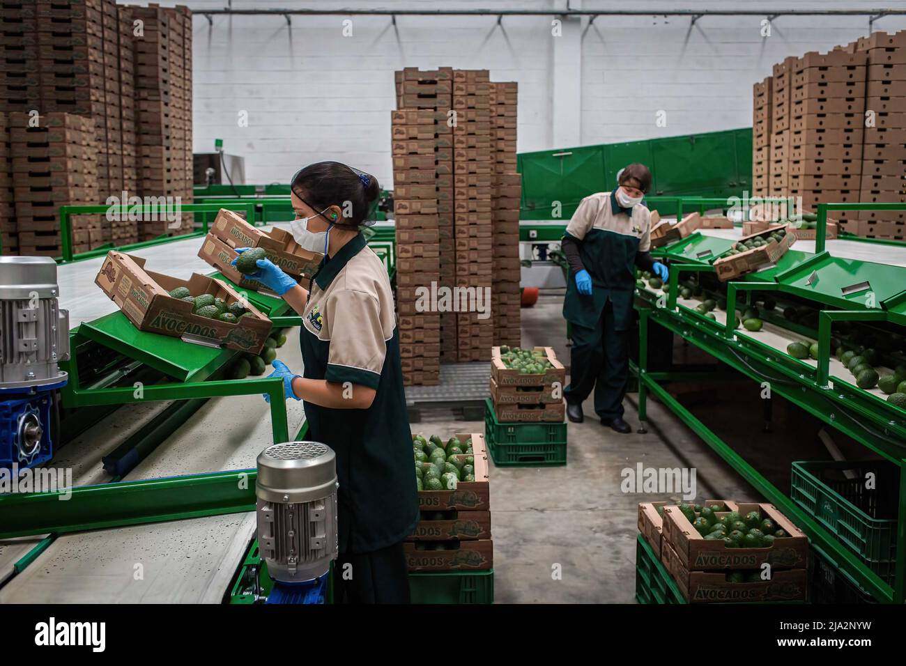 A worker filling boxes of avocados at the 'Tropy Fruits' processing ...