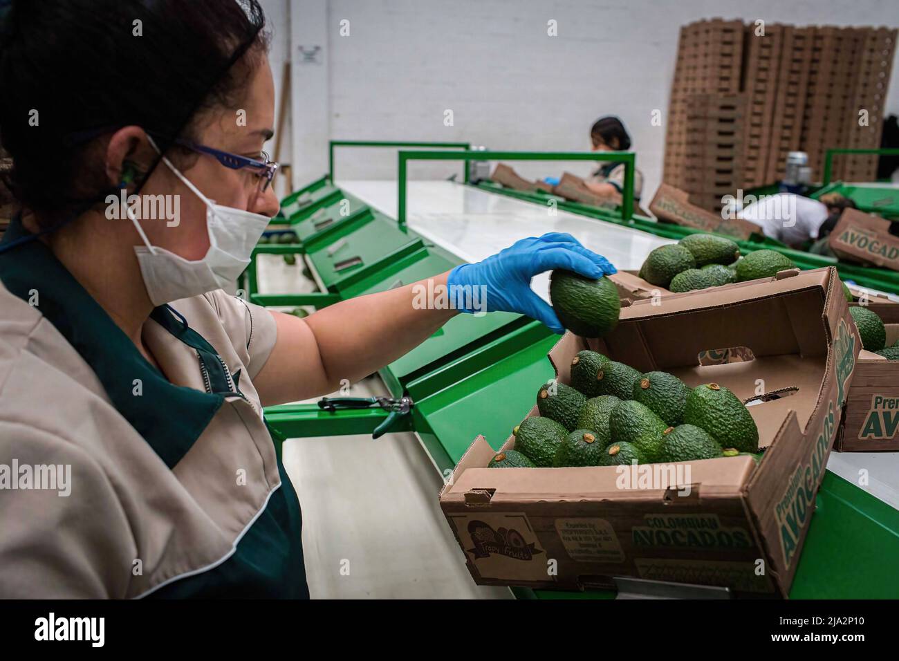 Avocado processing hi-res stock photography and images - Alamy