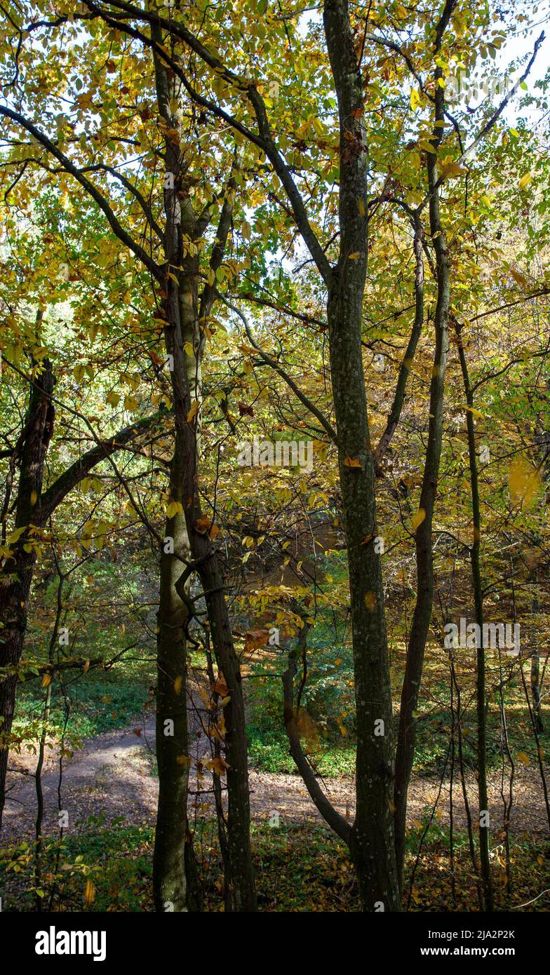 deciduous trees with colorful yellow orange foliage in the autumn ...