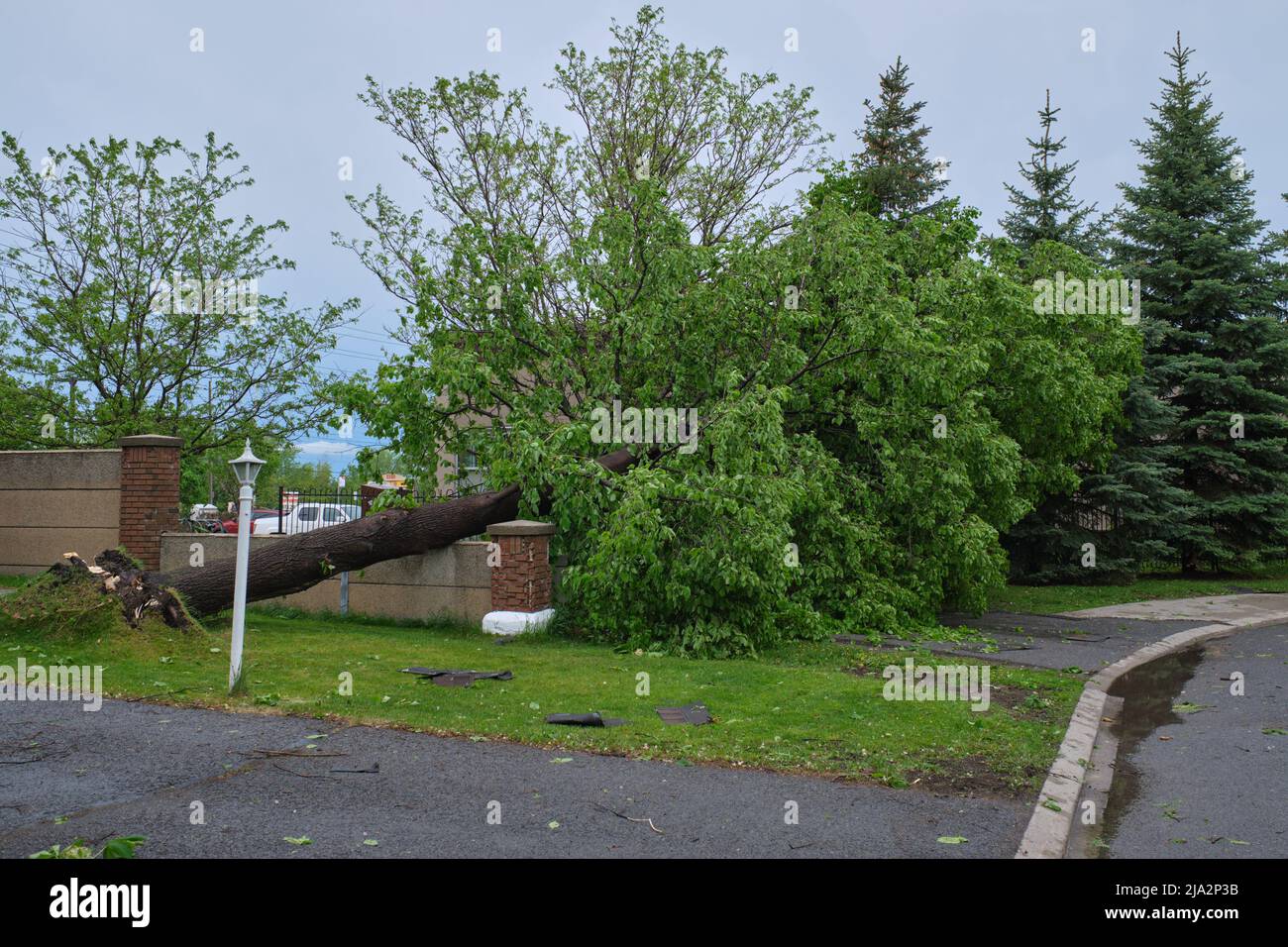 Ottawa, Ontario, Canada - May 21, 2022: A large, uprooted tree has ...
