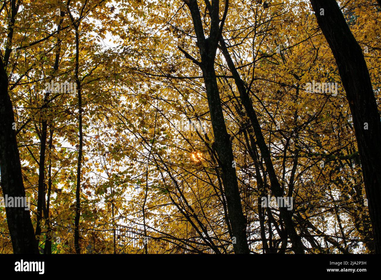 deciduous trees with colorful yellow orange foliage in the autumn ...
