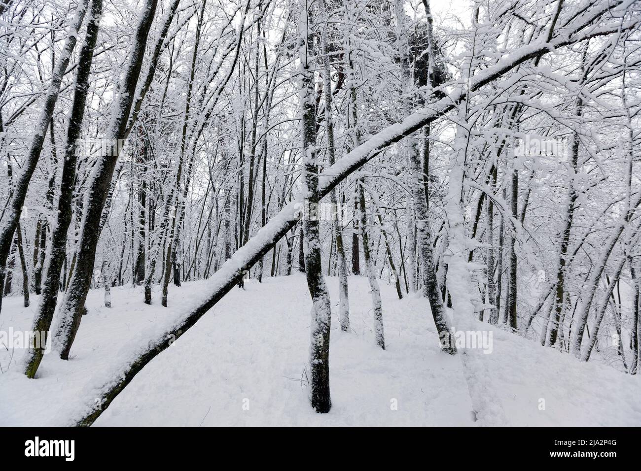 deciduous trees covered with snow in winter, frosty weather with trees ...