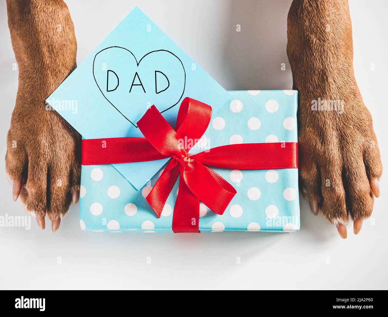 Dog paws and gift box. Close-up, indoors. Congratulations for family ...