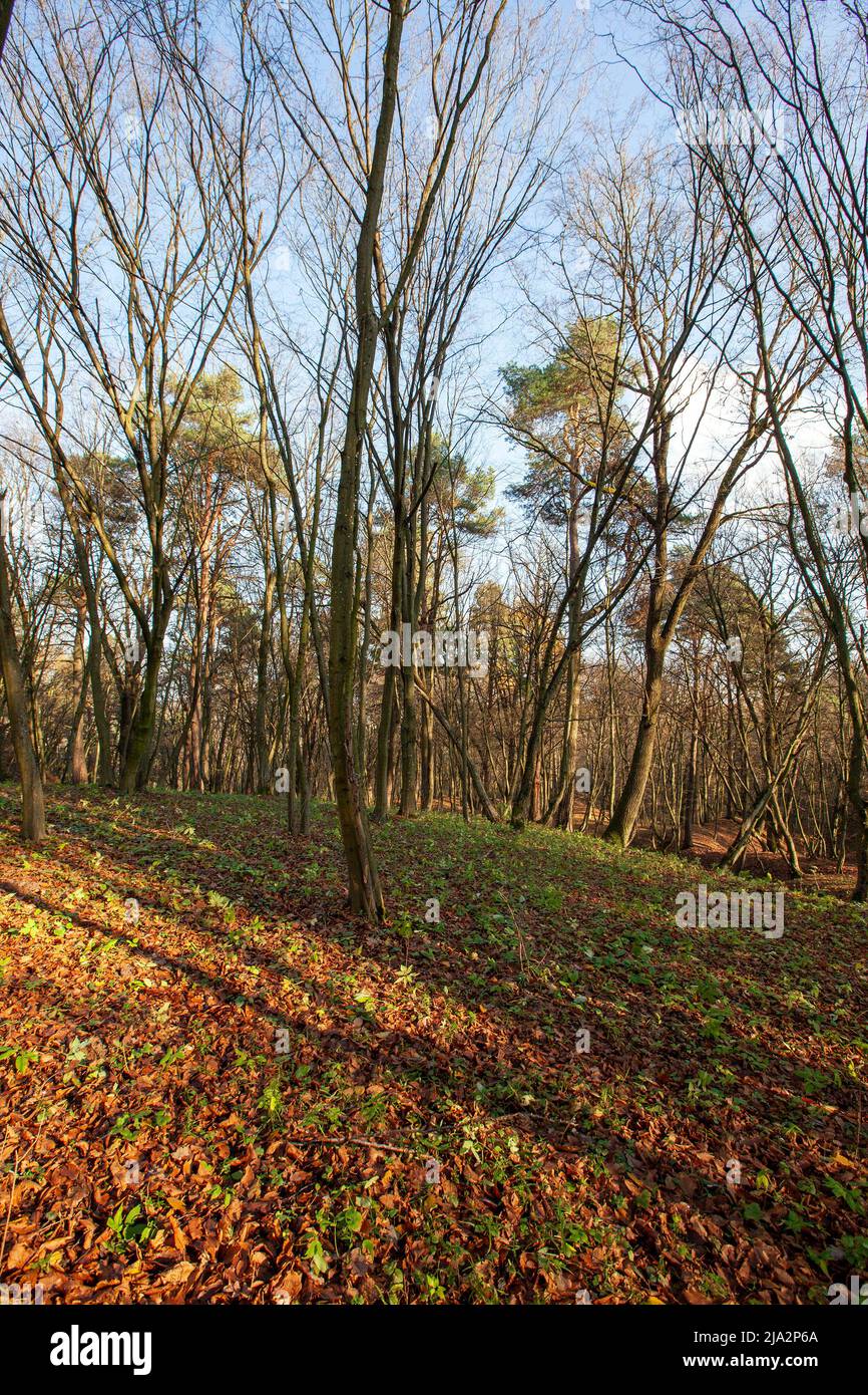 autumn trees during leaf fall, changes in nature during the autumn ...