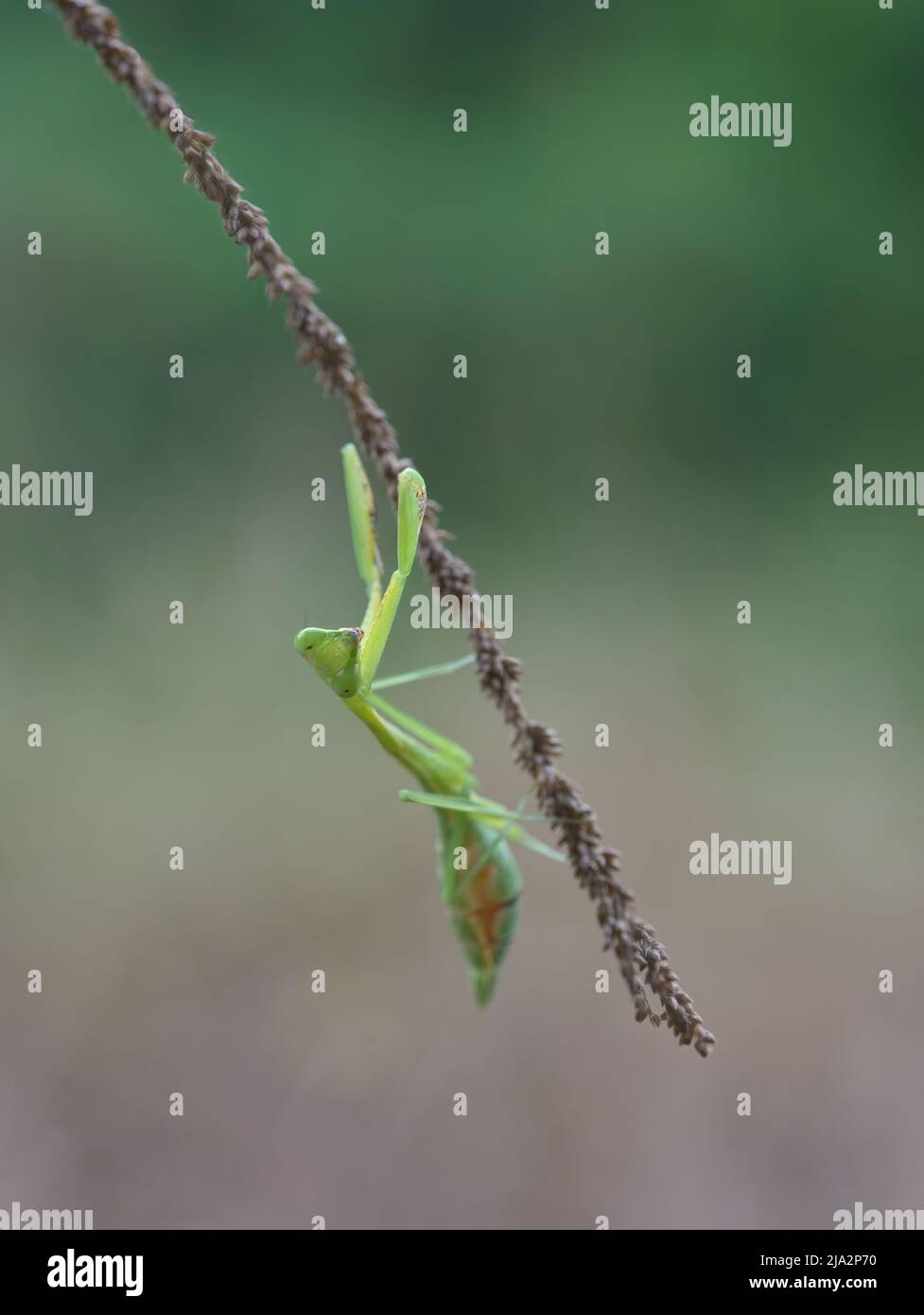 Cute south african mantis perched on the grass pistil Stock Photo - Alamy