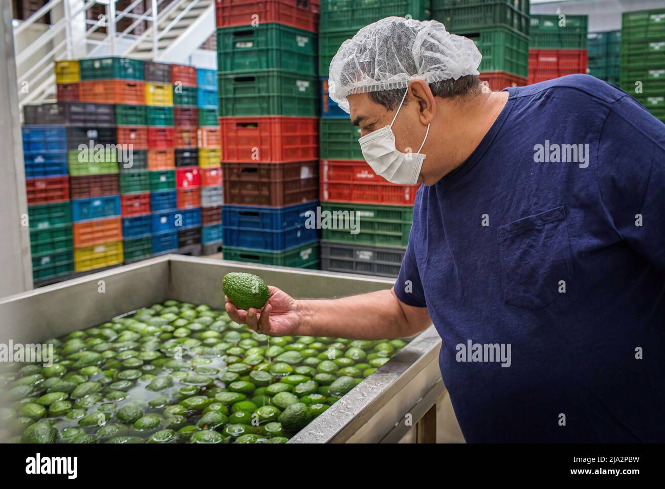Avocado processing hi-res stock photography and images - Alamy