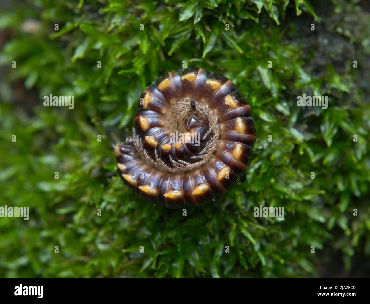 Yellow spotted millipede hi-res stock photography and images - Alamy