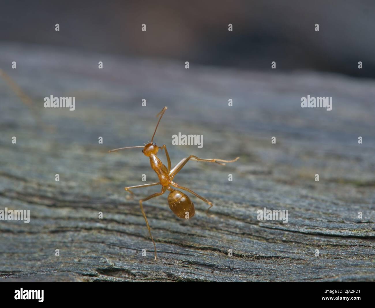 The yellow crazy ant pose like dancing on the wood Stock Photo - Alamy